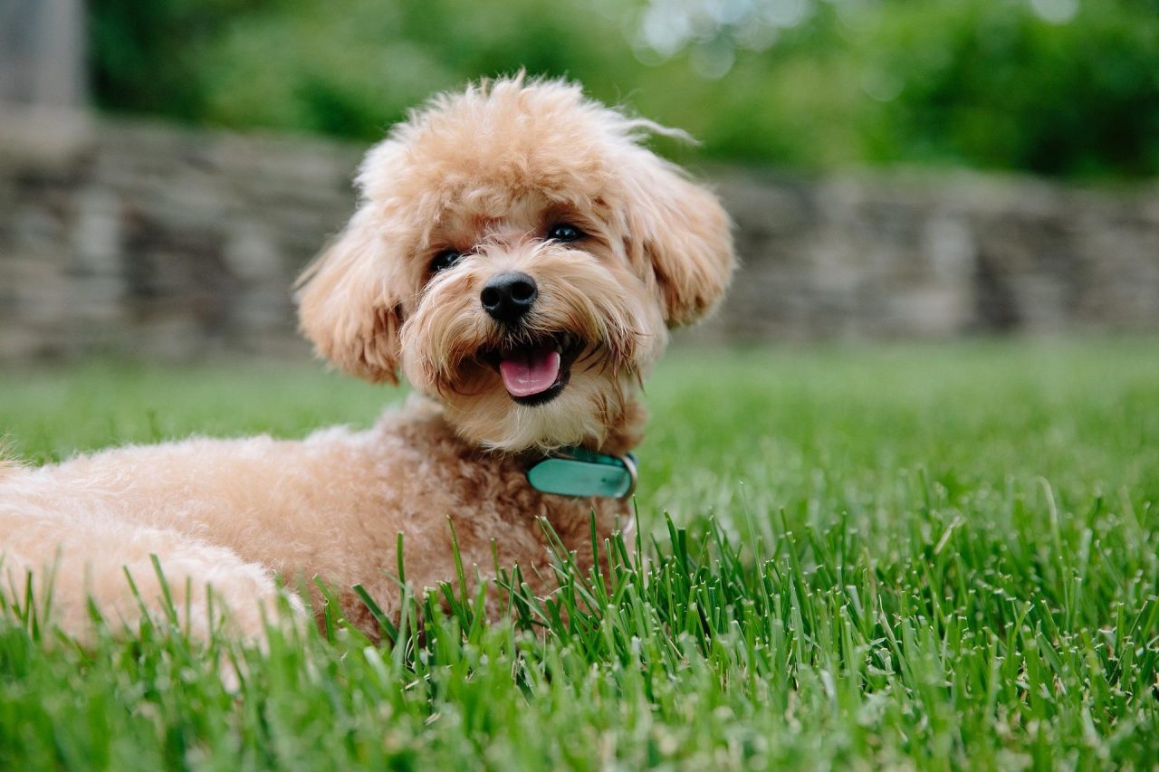 Comment bien choisir son élevage de caniche ǀ Élevage Royal Valmy.